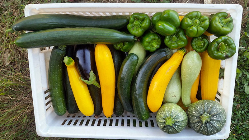 legumes-bio-ete – Le Pré de la Rivière