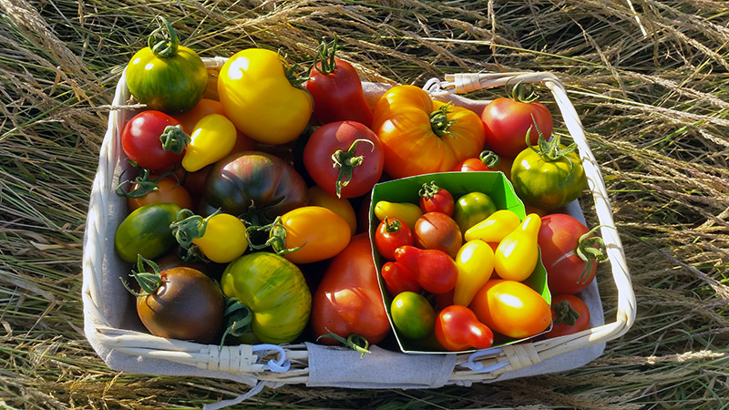 tomates-bio – Le Pré de la Rivière